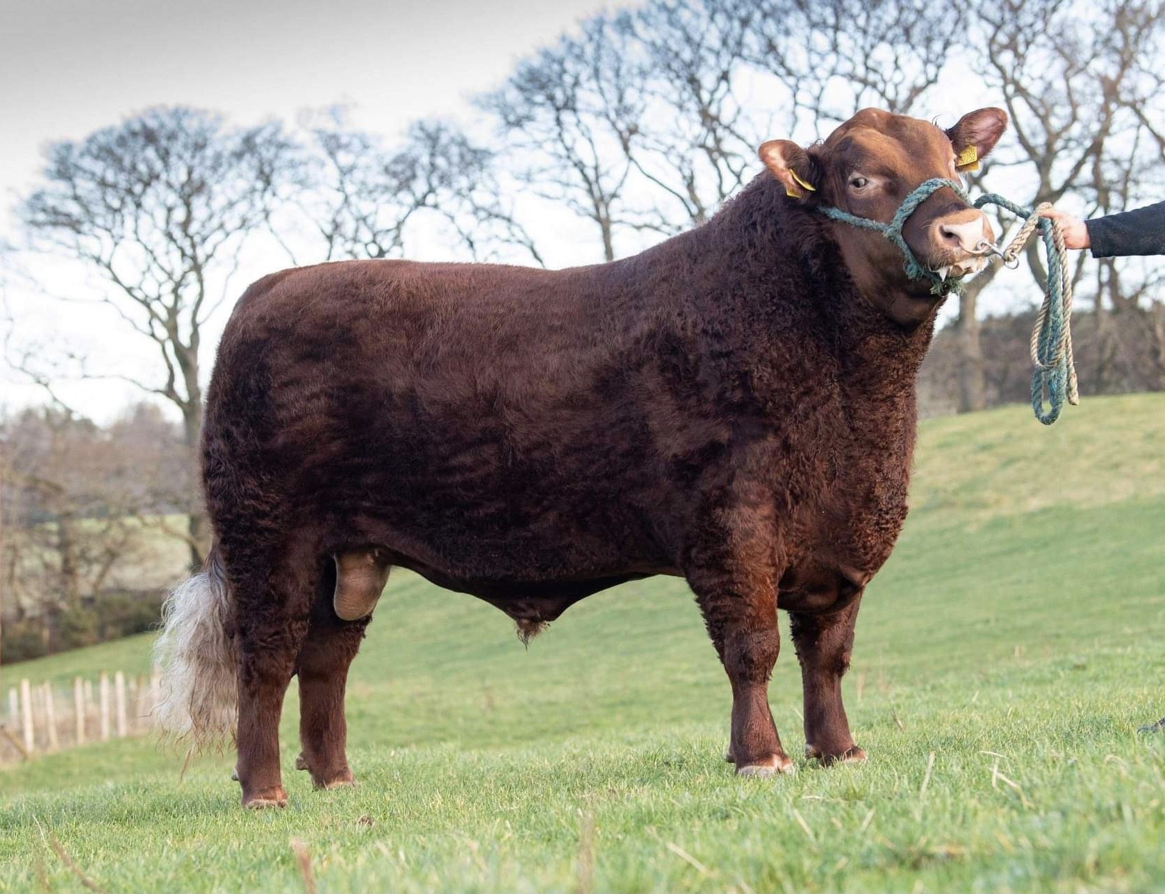 new addition to the herd – Mosshall Red Aberdeen-Angus