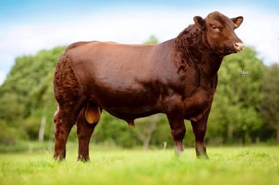 2 Bulls Sold to Cogent – Mosshall Red Aberdeen-Angus